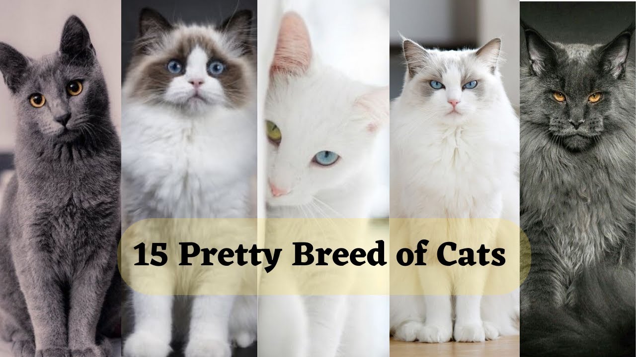 Cats 15 Most Amazing and Pretty Breeds | Unique Cats Breeds | Lovely ...