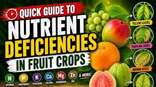 QUICK GUIDE TO NUTRIENT DEFICIENCIES IN FRUIT CROPS 🌱
