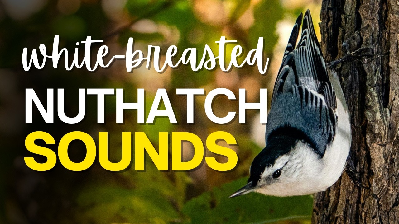 3 white-breasted nuthatch sounds & calls - YouTube