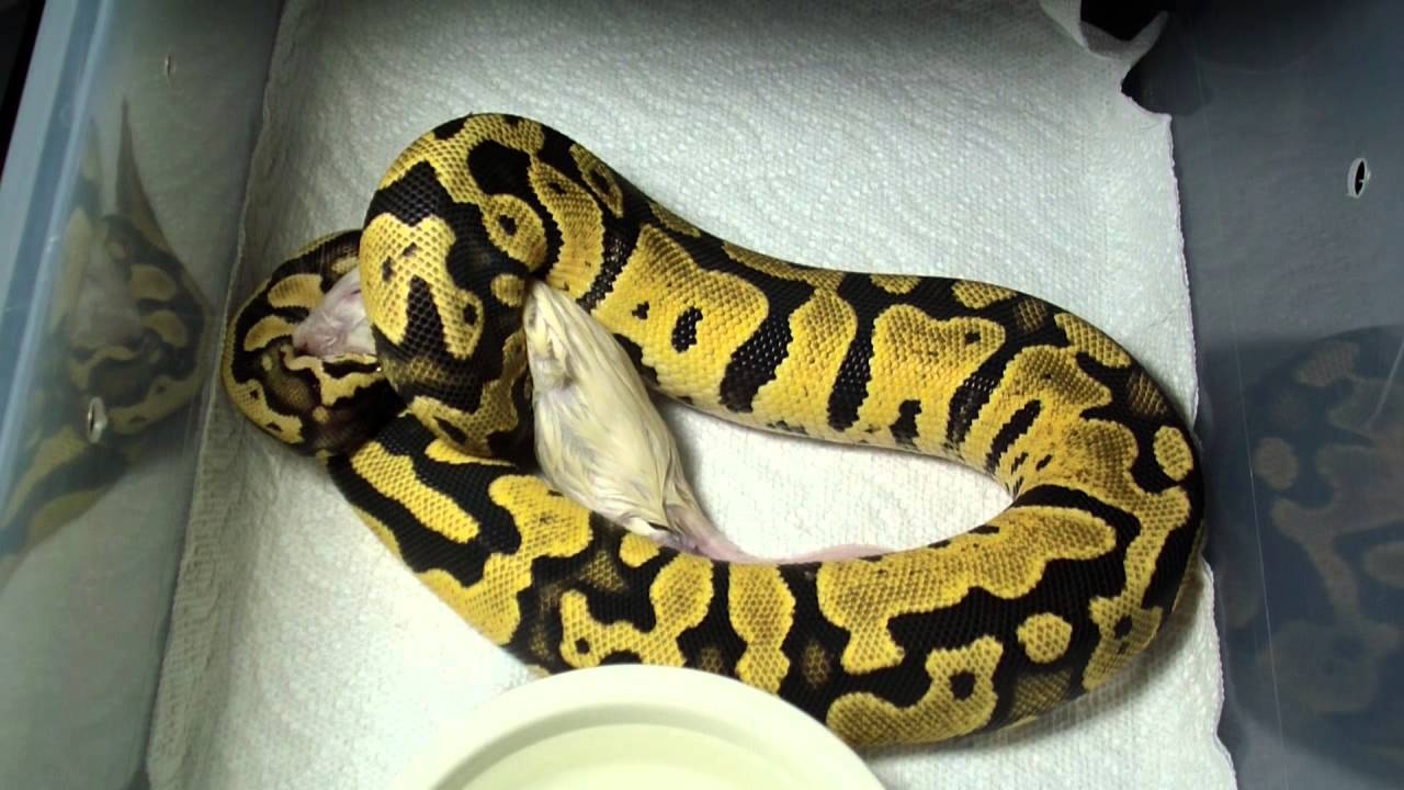 Ball Python Feeding #9 - YouTube
