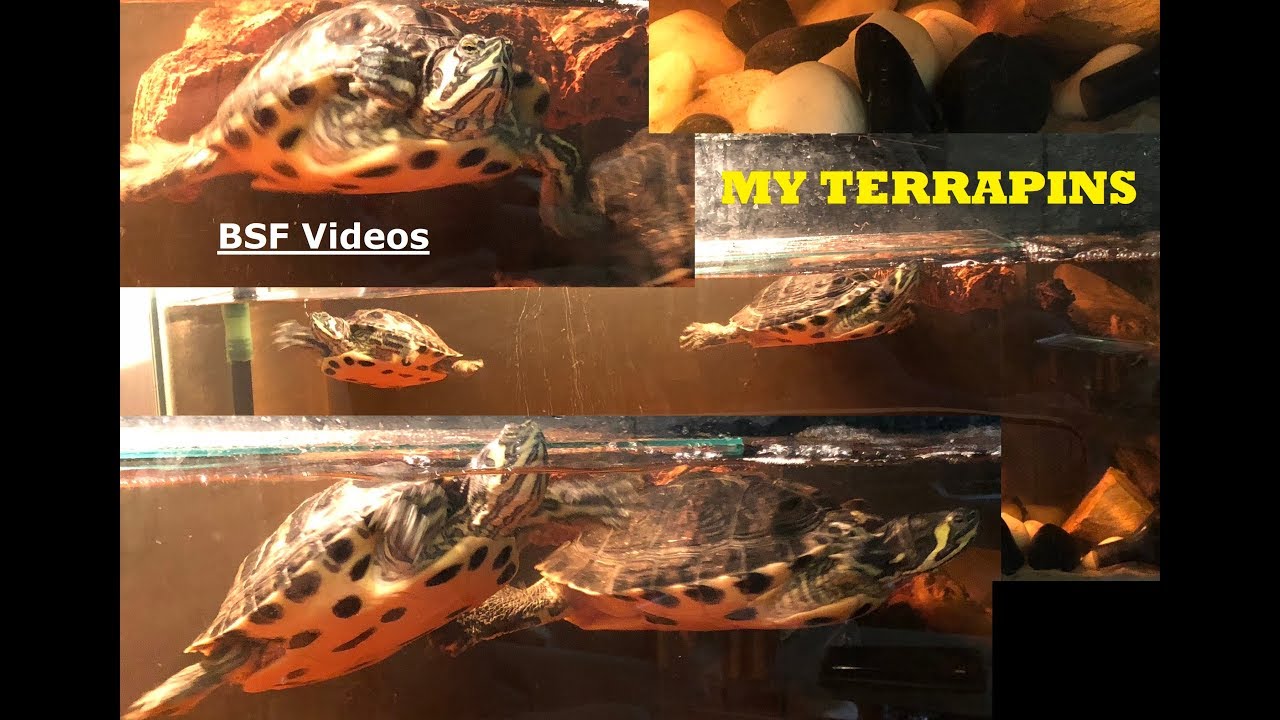 Terrapins in Living Room Tank - (Tank-In-Tank Platform Setup) - Negan ...