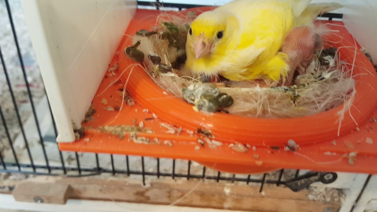 Canary breeding season 2017 (part 5) - YouTube