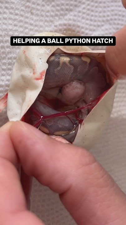 HELPING A BABY BALL PYTHON HATCH😍🫶🙏 - YouTube