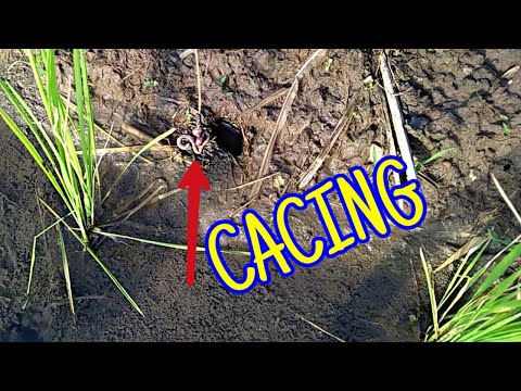 Mancing Belut di Sawah Umpan Cacing