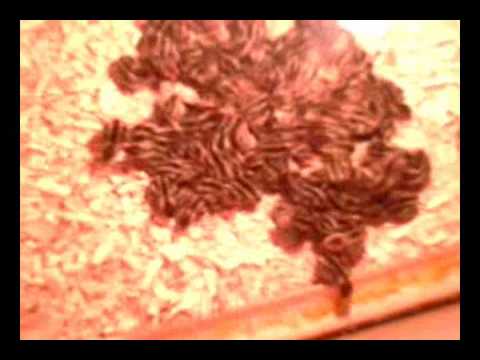 mwyeri.wmv - YouTube