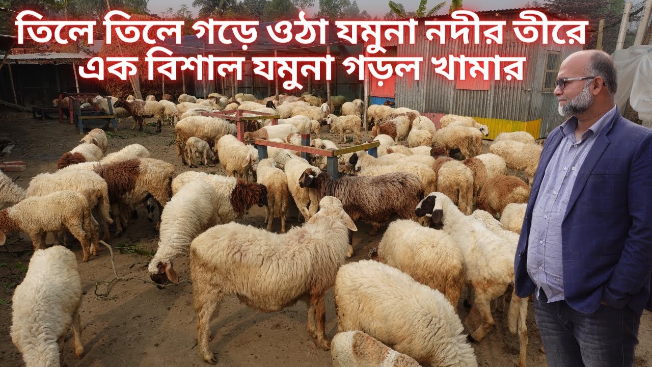 Best sheep farming in Bangladesh || garol farming || বাংলাদেশের সব ...