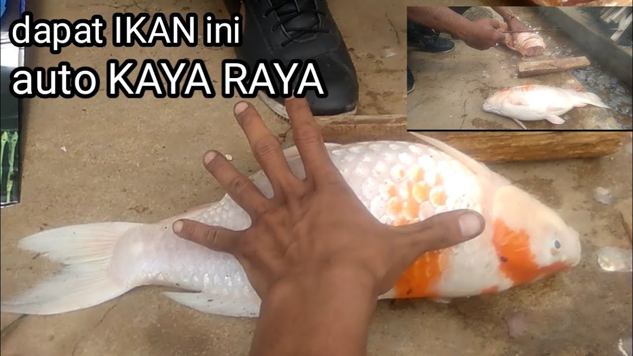amazing - digo mukbang ikan koi raksasa. - YouTube