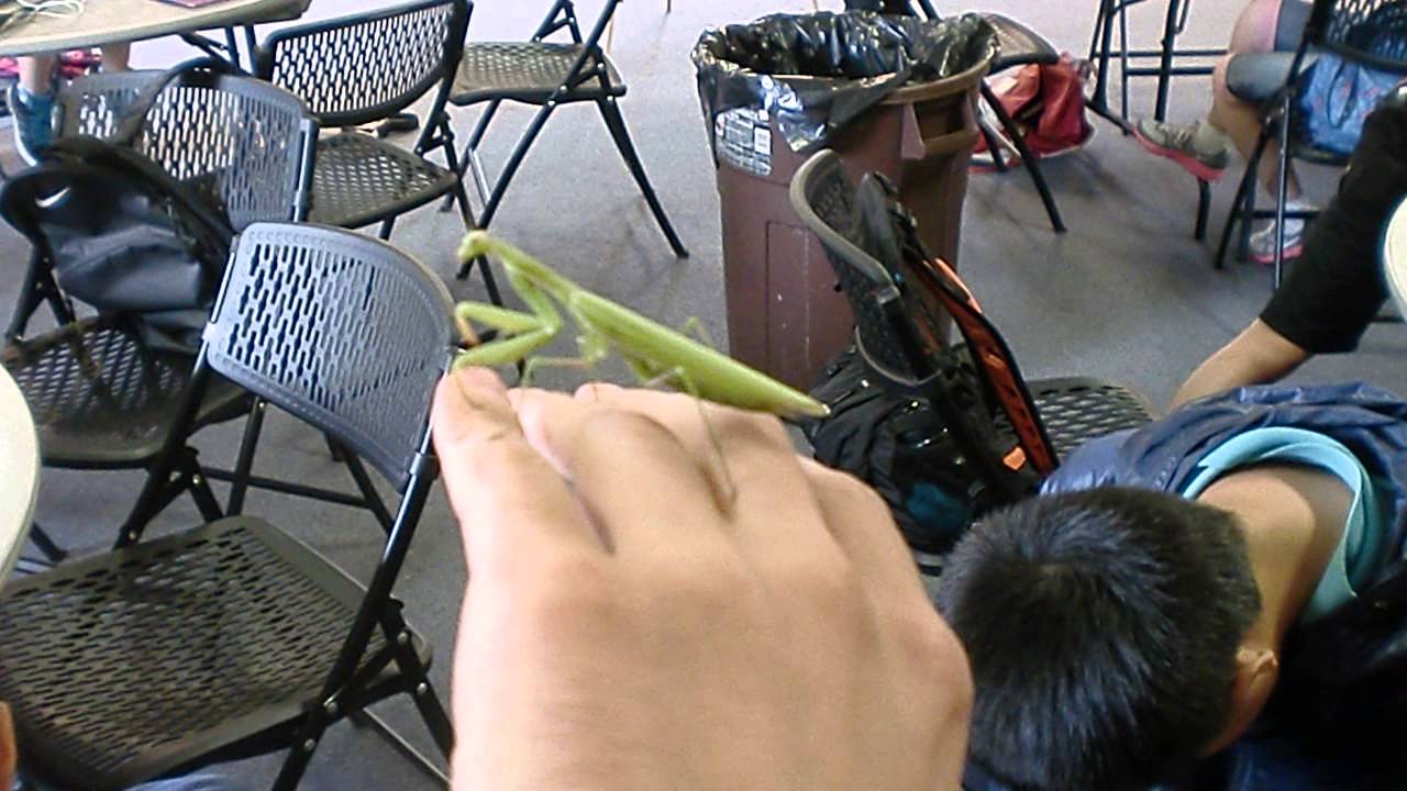 Holding Praying Mantis - YouTube