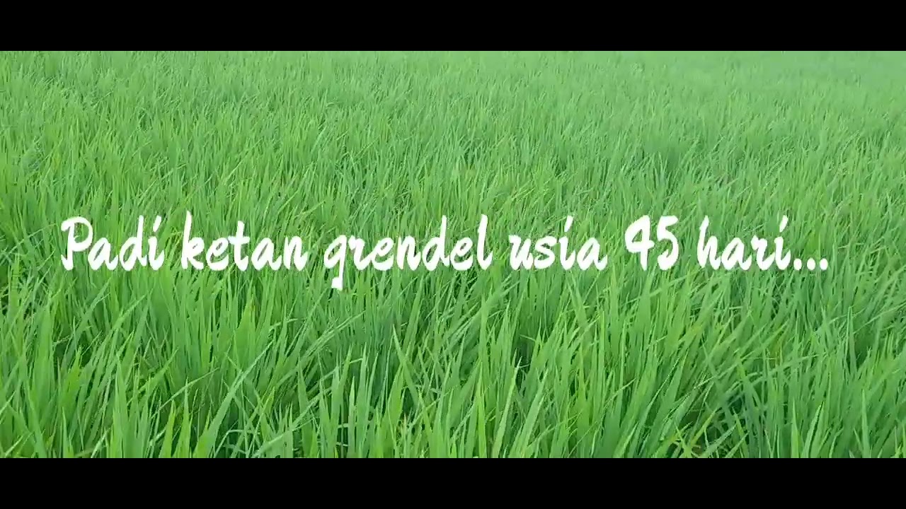 belajar merewat tanaman padi ketan grendel........ - YouTube