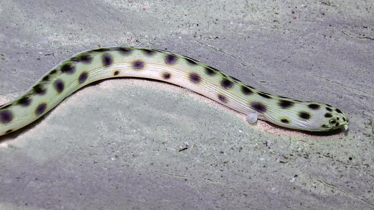 Snake Eel Swimming in the Ocean - YouTube