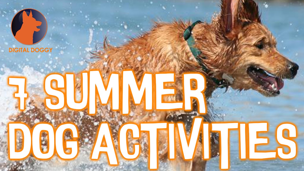 7 Summer Activities to do with Your Dog! - YouTube