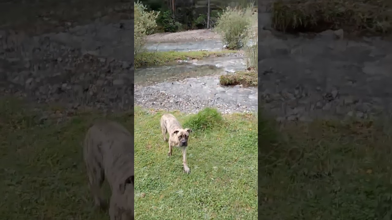 Alano español 6,5 - YouTube