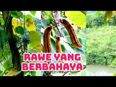 KENALI TUMBUHAN BERBAHAYA DI SEKITAR KITA - YouTube