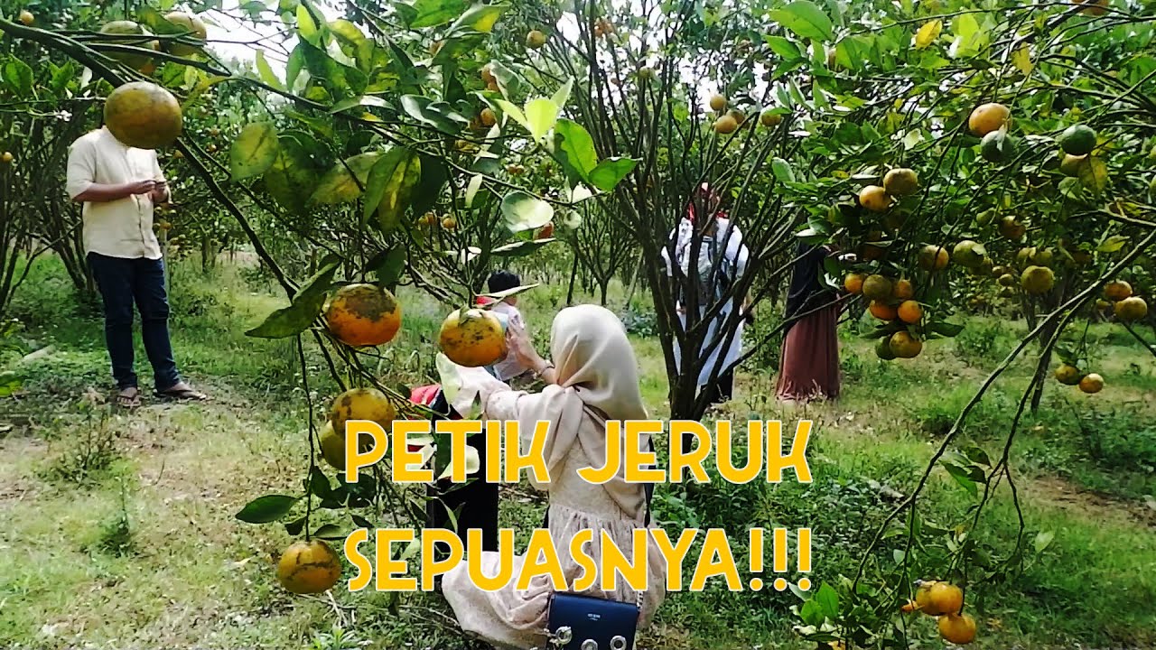 TEMPAT WISATA BARU, WISATA PETIK JERUK GARUT - YouTube