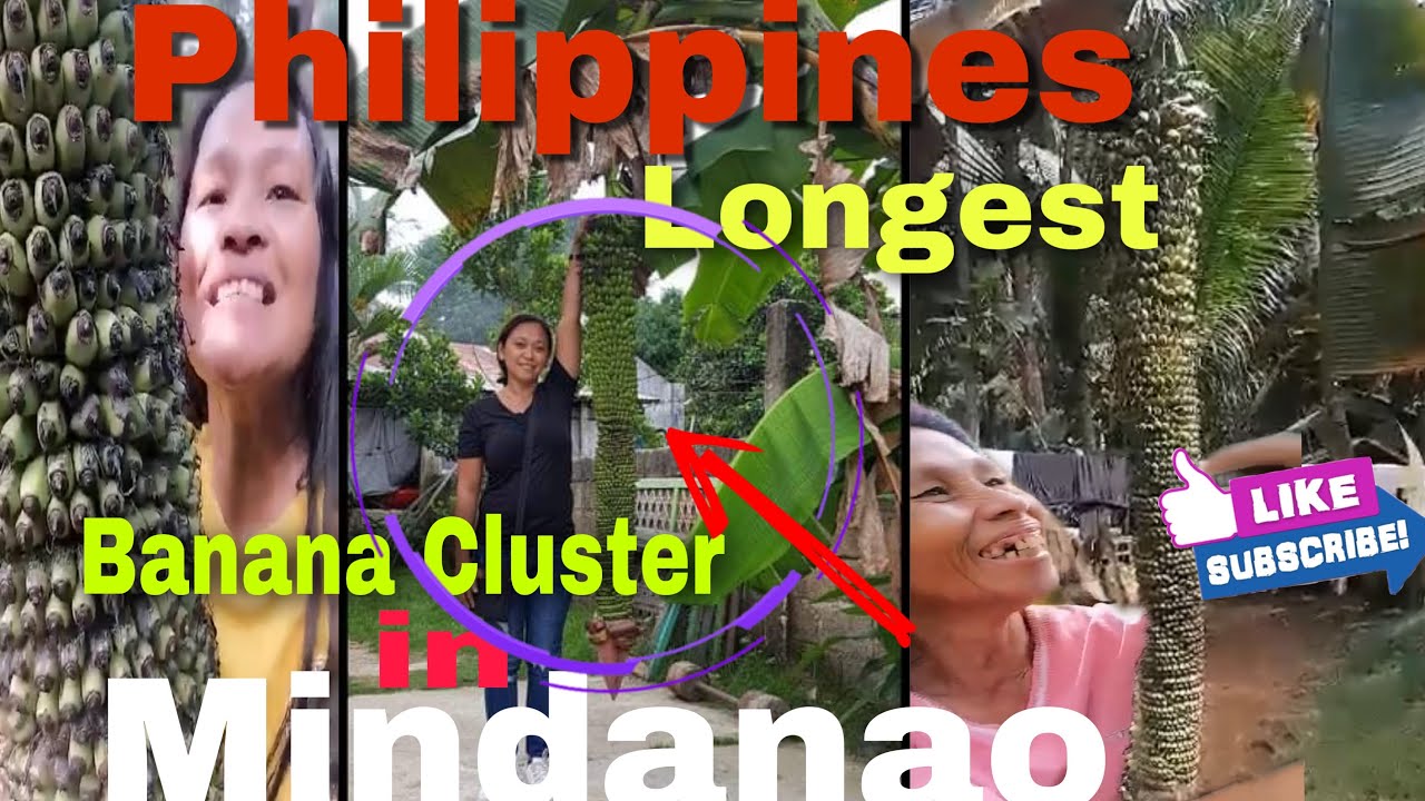 THE LONGEST BANANA CLUSTER (PInaka mahabang Saging) in AGUSAN DEL SUR ...