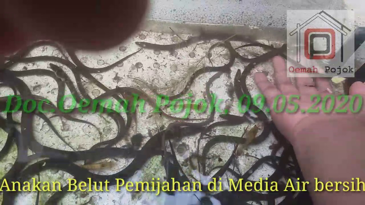 Anakan Belut Pemijahan di Media Air Bersih - YouTube