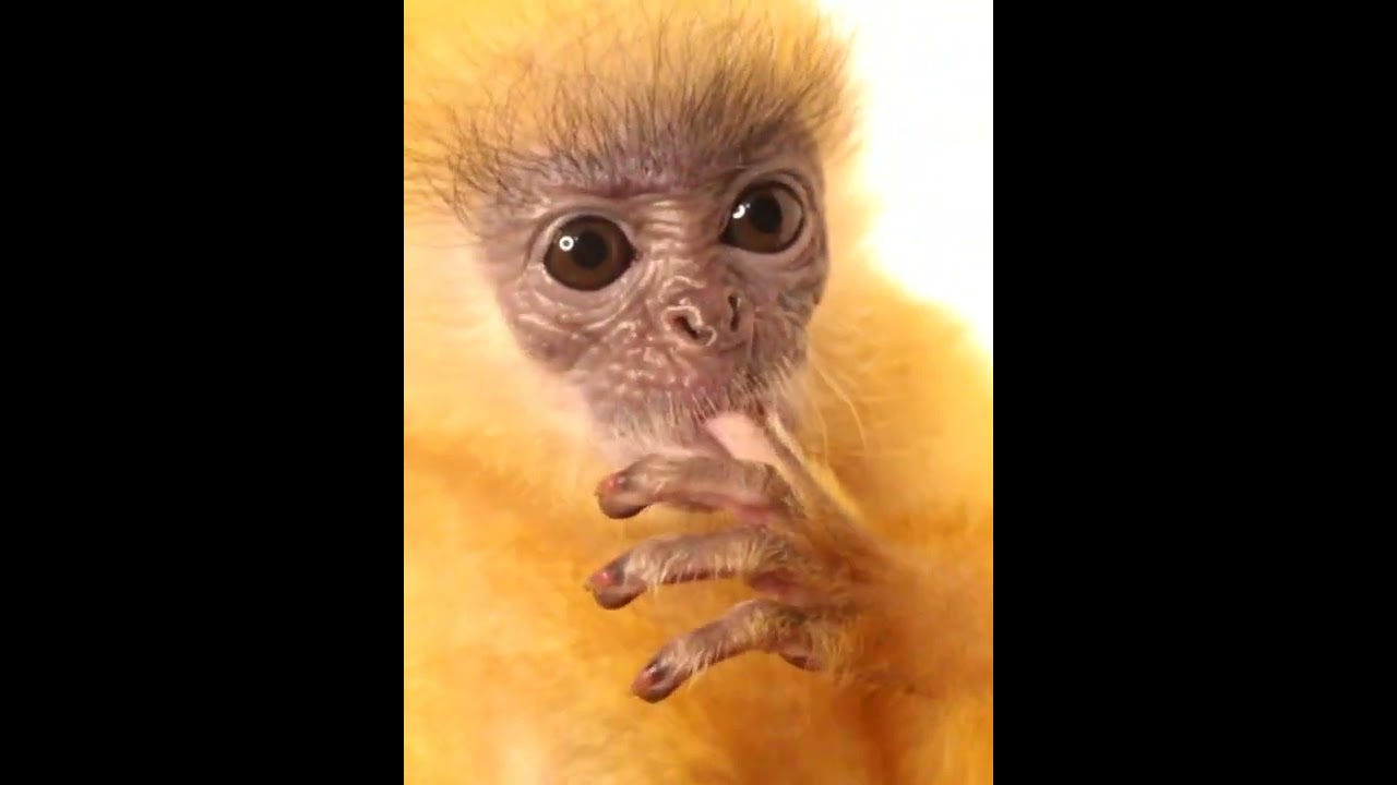 cute baby Monkey Golden 🐒 🐒 🐒 🍼 - funny smart and cute monkey in the ...