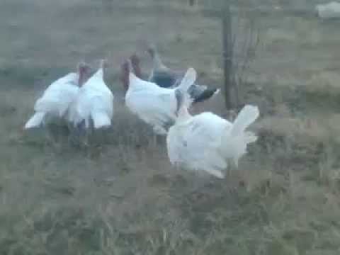 bir xoruz 4 hind toyuqu ile