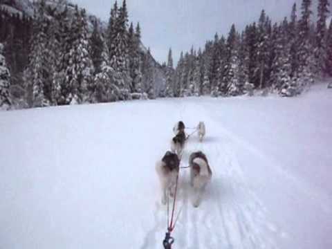 Husky movie 2013 - YouTube