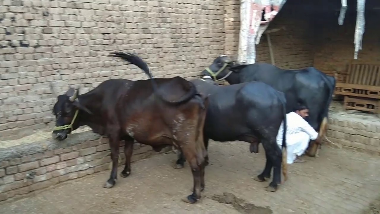 Cow Murrah in Field || Pakistani Cow Murrah in Action - YouTube