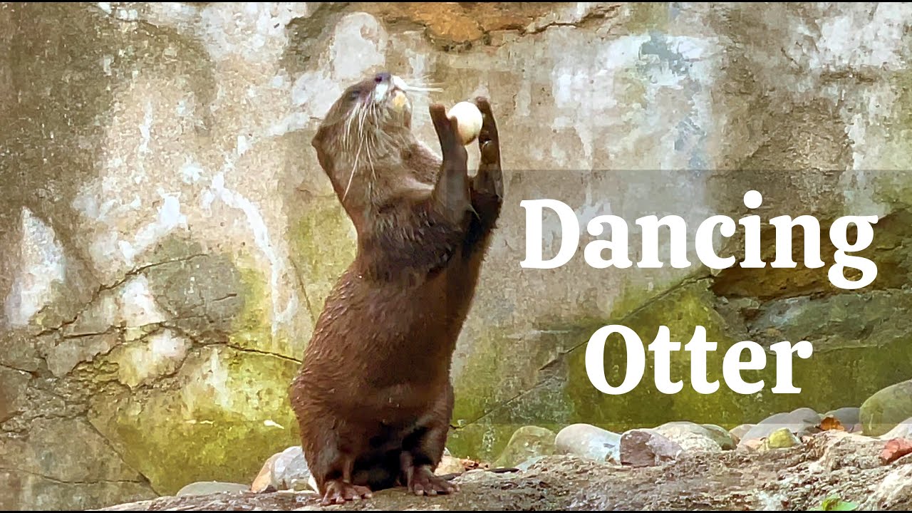 Dancing otter. - YouTube