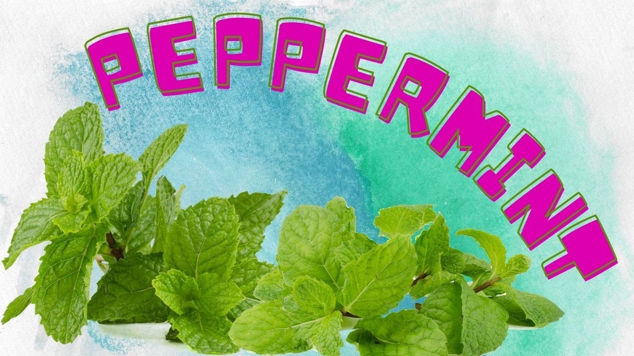 Iwas Bagot : Alternatibong Paraan ng Pagtatanim ng Peppermint - YouTube
