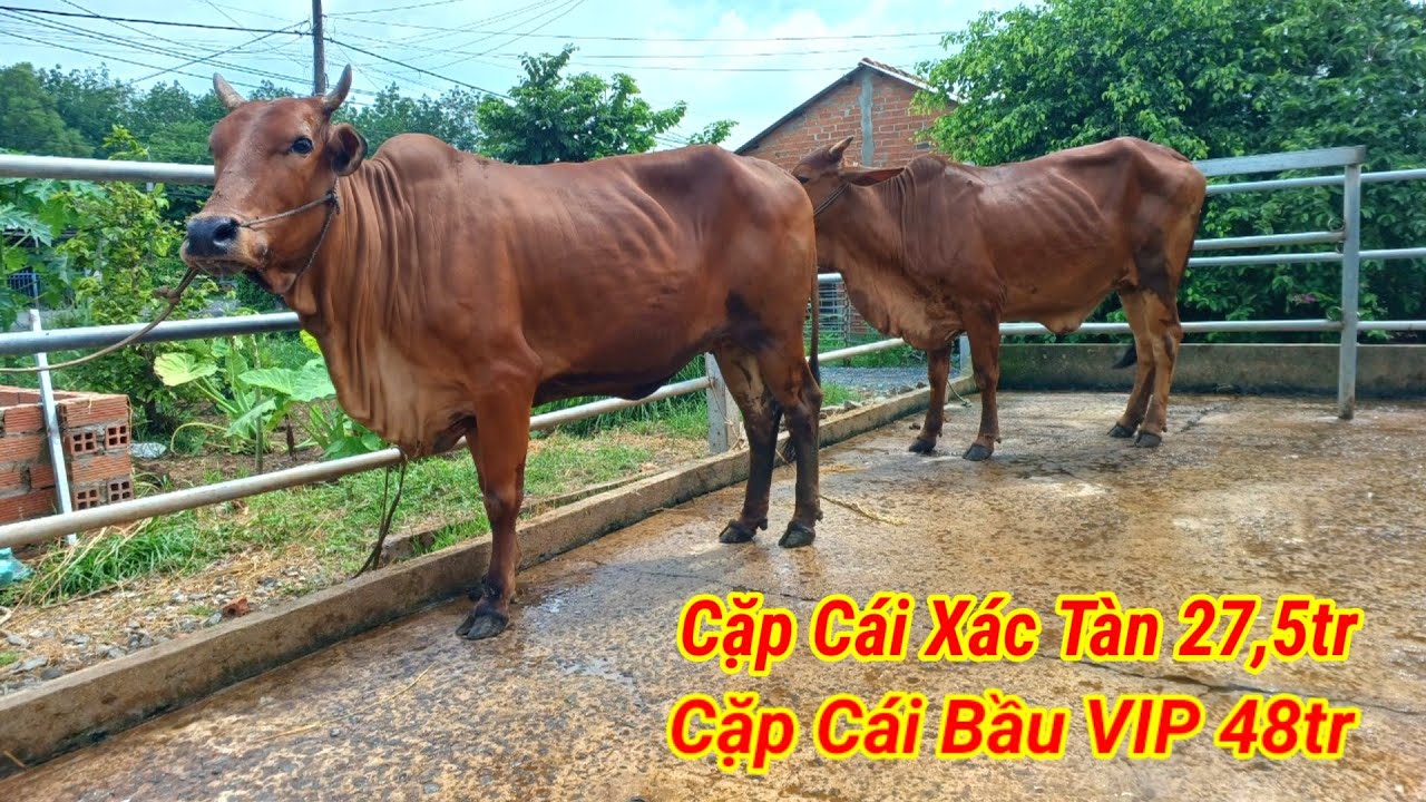 2/7 Phúc Báo Giá Cặp Cái Bầu 3B VIP 48tr. Cặp Cái Xác Con 12,5tr. Con ...