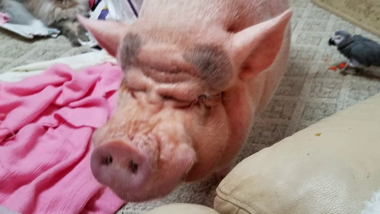 Total Chaos At The Sharyn Zoo With Sammy The Mini Pig - YouTube