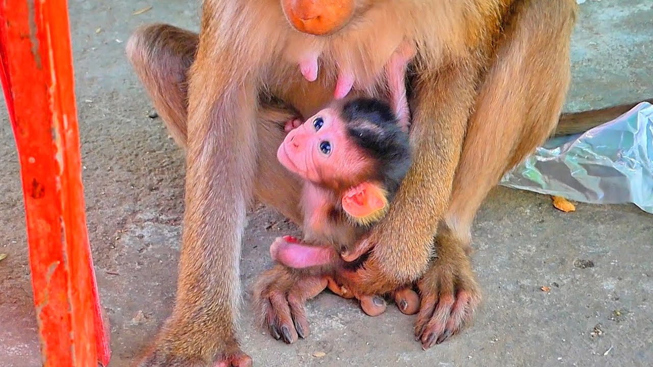The cutest monkey moment ever! You must watch this! - YouTube