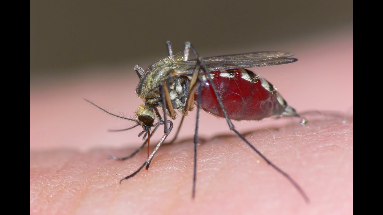 Millions of GM mosquitoes could be released; Mega mosquitoes invade Central Florida ...
