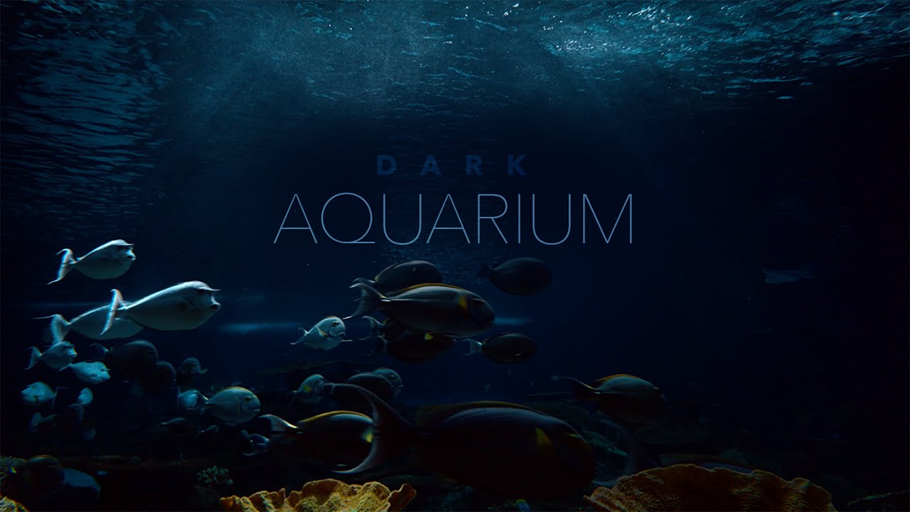 Underwater Ocean Sounds • Dark Aquarium Ambience • Incredibly Immersive ...