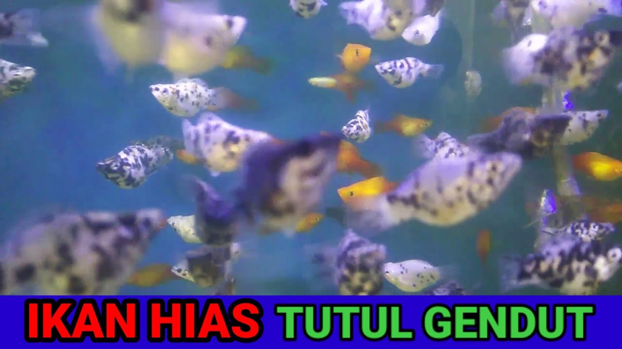 Ikan tutul gendut - YouTube