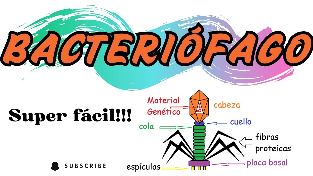 Como dibujar un bacteriófago | Dibuja un bacteriófago 🔬 - YouTube