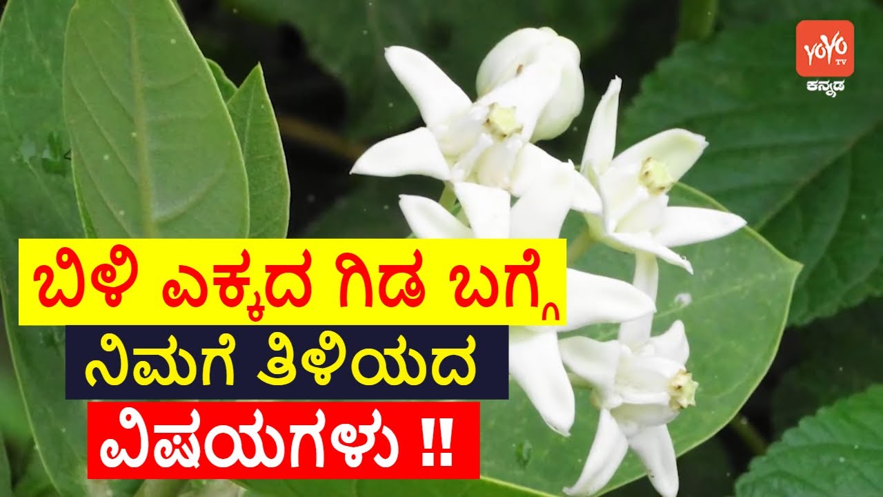 ಬಿಳಿ ಎಕ್ಕದ ಗಿಡ ಬಗ್ಗೆ ನಿಮಗೆ ತಿಳಿಯದ ವಿಷಯಗಳು !! | White Aak Plant Vastu in ...