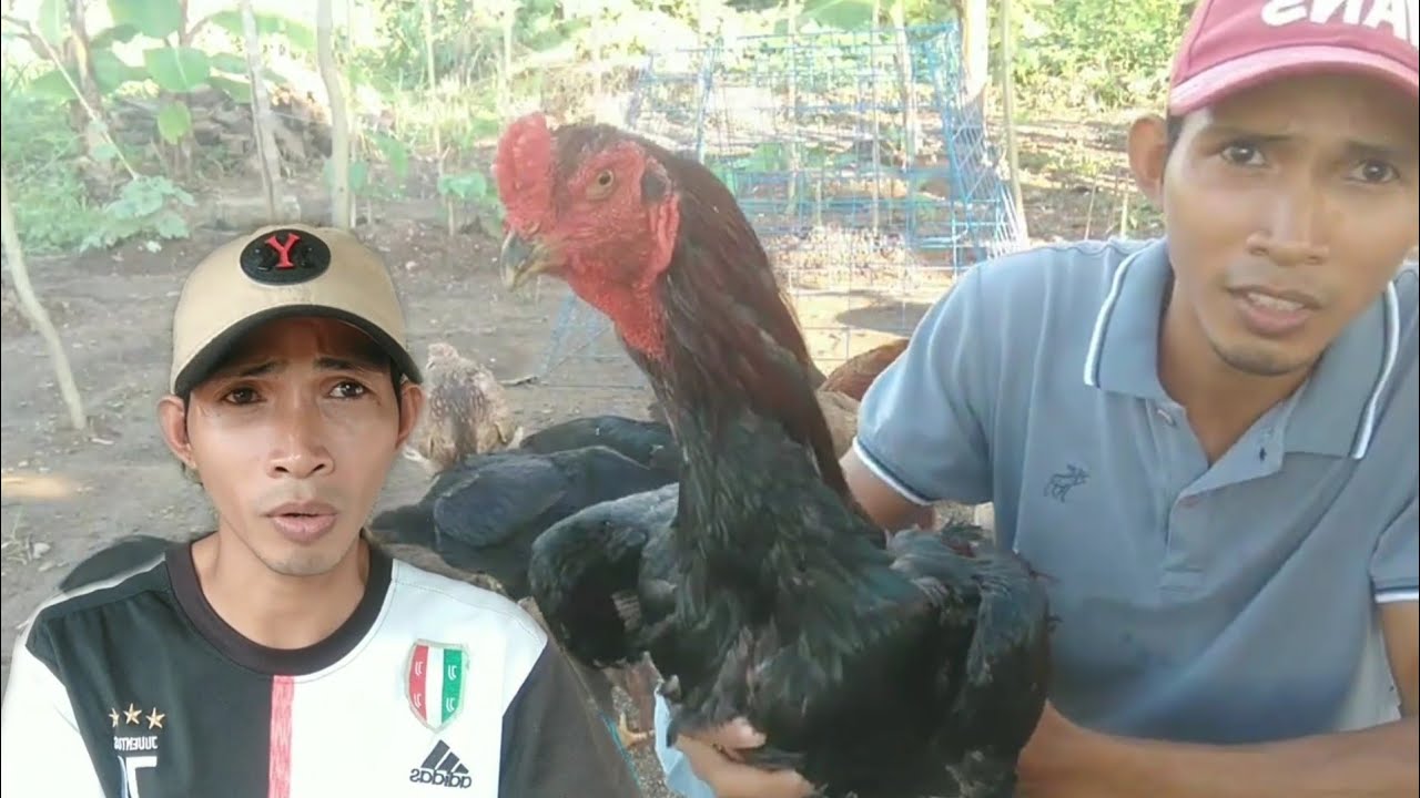 Tips kung paano hindi maging sakitin ang ating mga alagang manok - YouTube
