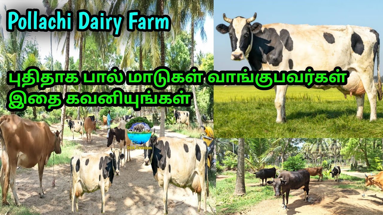 புதிதாக பால் மாடு வாங்குபவர்கள் இதை கவனியுங்கள்|8072361864|kannan ...