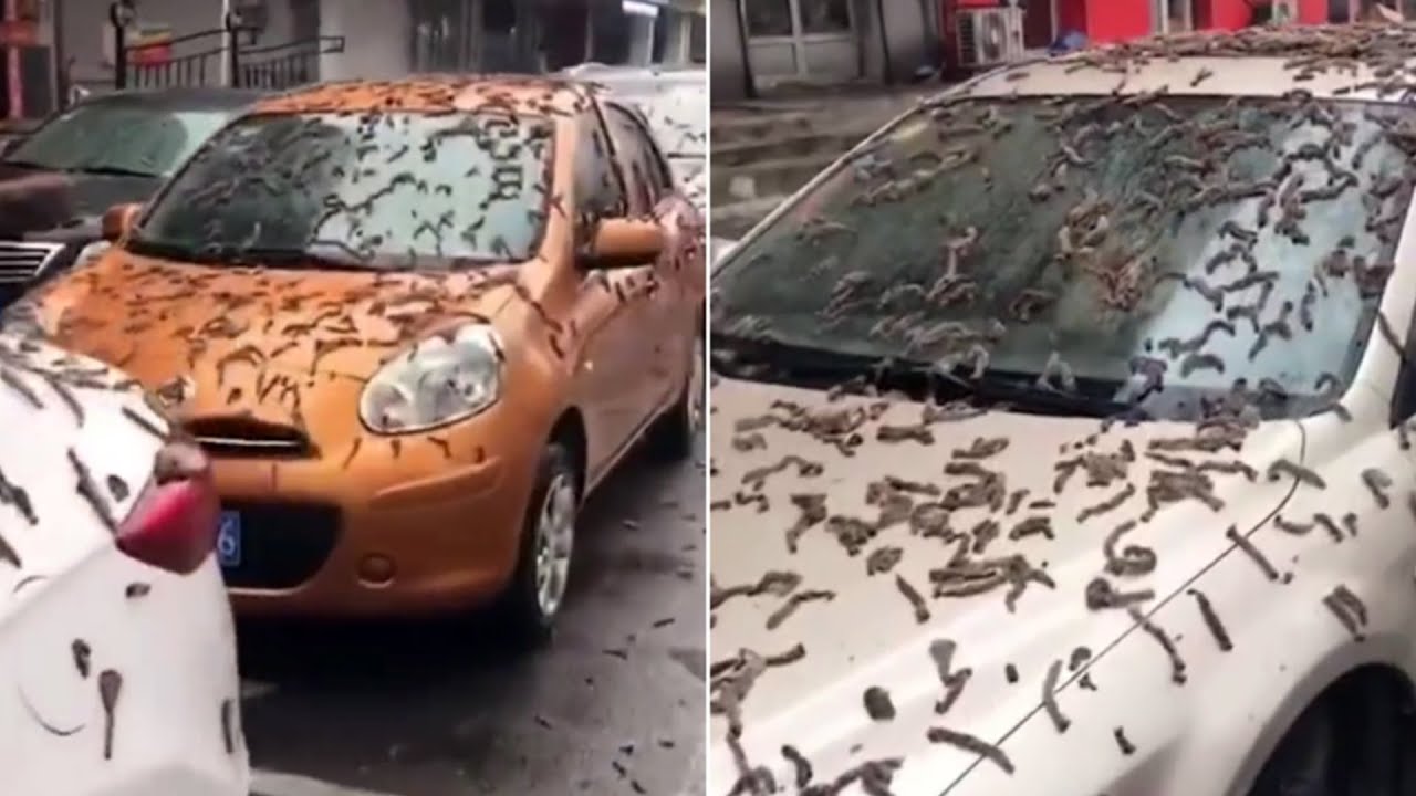 'Worm rain' in China? Video from a Chinese city goes viral - YouTube