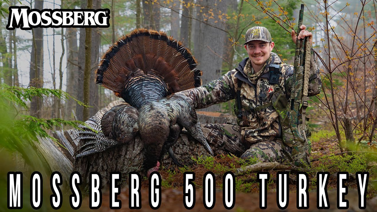 Mossberg 500 Turkey 20 Gauge | Surprise Longbeard - YouTube