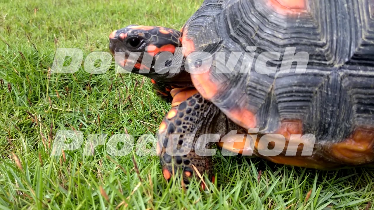 A turtle with orange cubes crawls on the grass. - YouTube