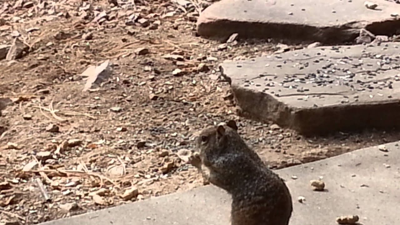 Mole and ground squirrel - YouTube