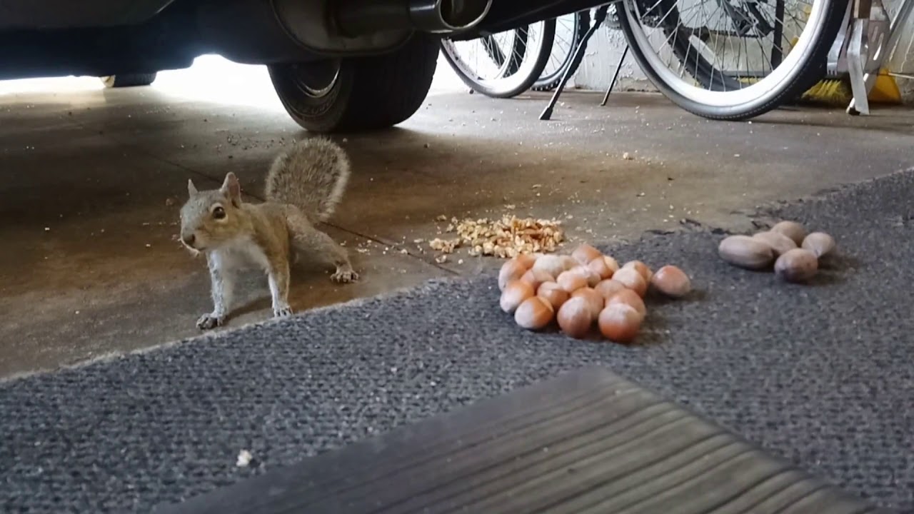 Tuesday Squirrels Watching - YouTube