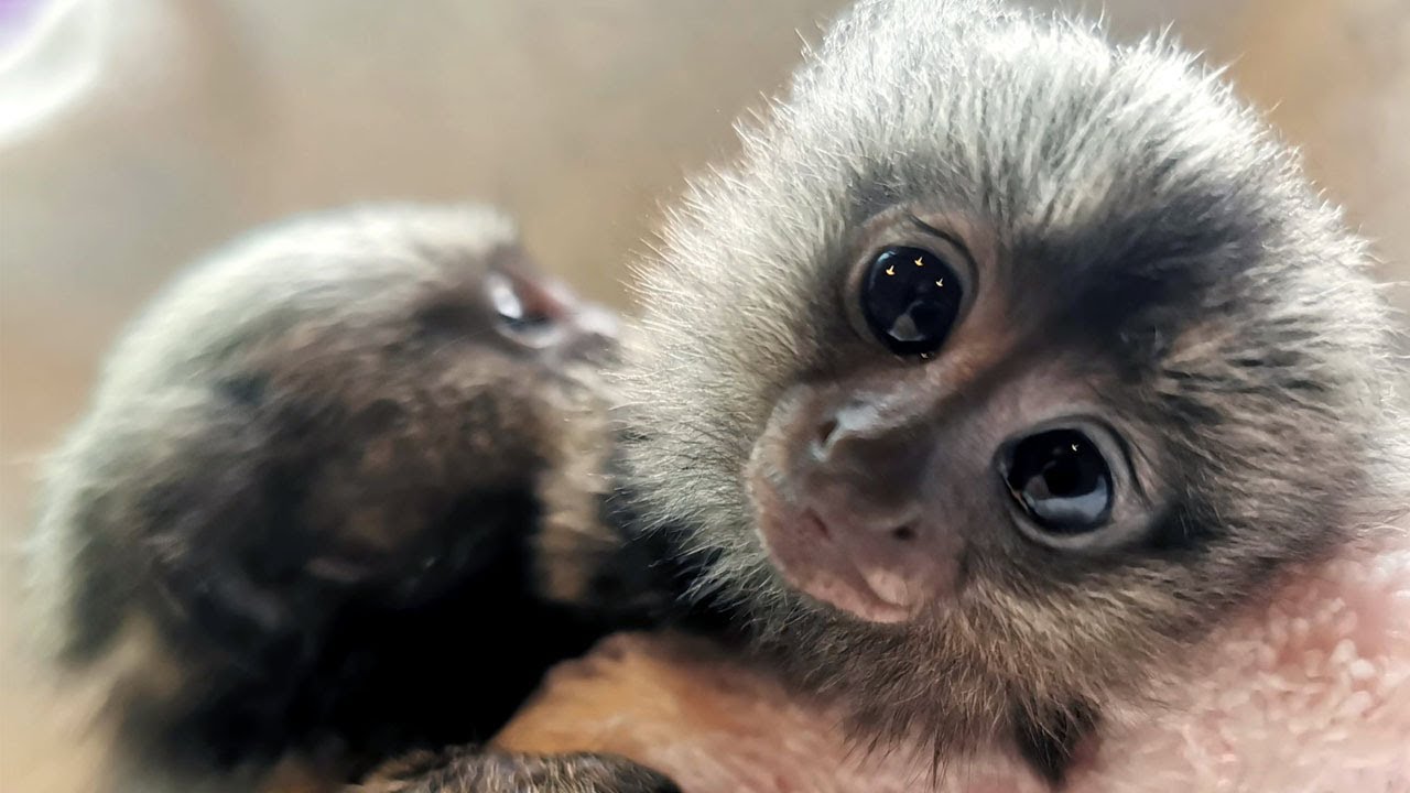 wow So cute Marmoset Monkey - YouTube