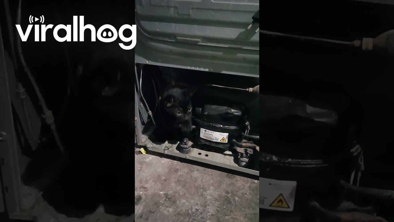 Rescuing a Kitten Trapped in a Refrigerator || ViralHog - YouTube