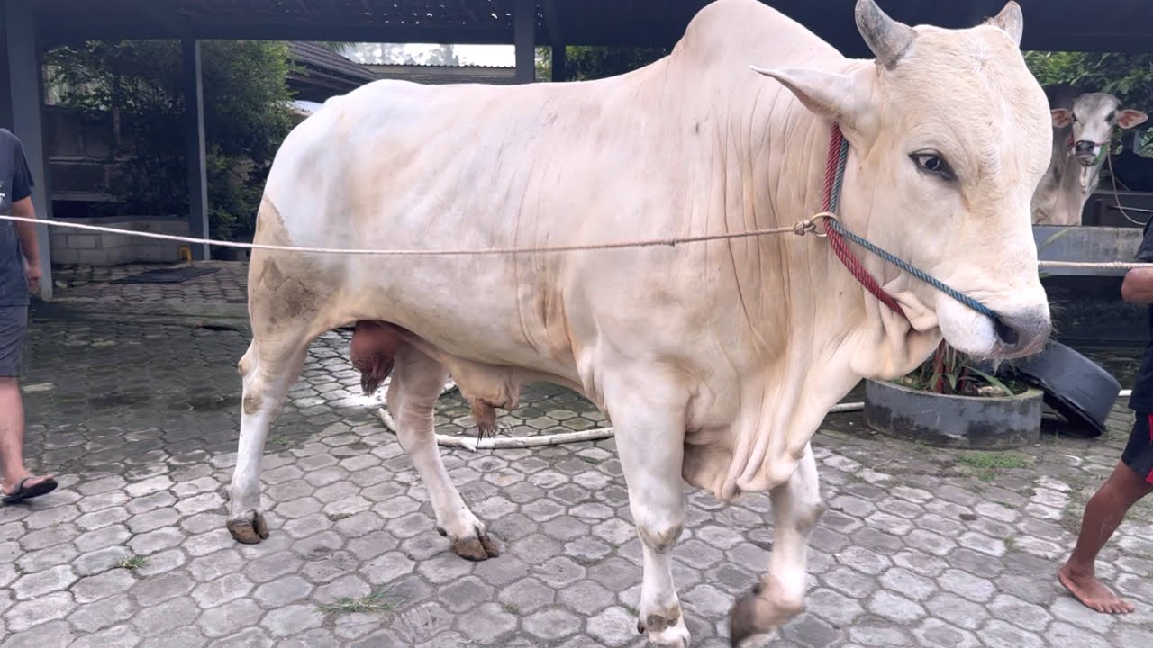 BERMAIN DENGAN 3 SAPI RAKSASA SETIA FARM LUCU BANGET ‼️🔥🔥🔥 - YouTube