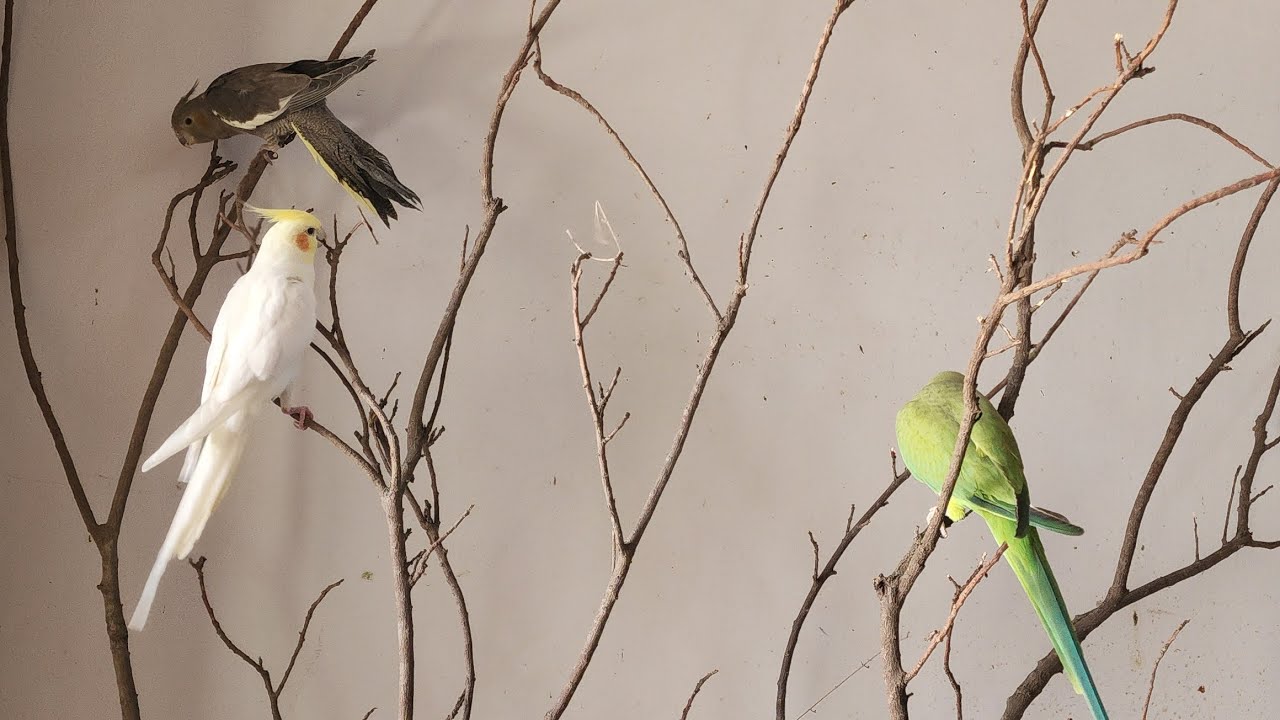 This video will calm your Parrot | Cockatiel Birds Playing - YouTube