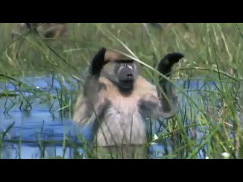 Monkeys Wading Through Water | Planet Earth | BBC Earth
