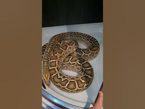 Big Burmese python enjoying a shower after a bad shed ️ #animals #pets ...