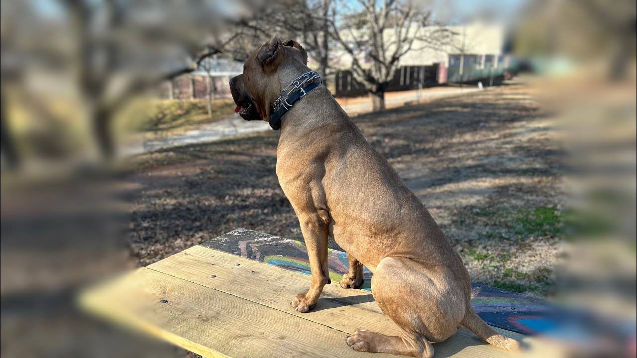 Up Close with a Perfect Size 100 plus lbs Working Bandog. No drool ...