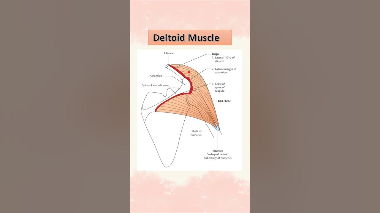 Deltoid Muscle - Origin,insertion,Nerve supply & action - YouTube
