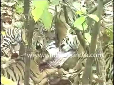 Amazing Tiger attack forest rangers on back of Elephant The Full Video ...